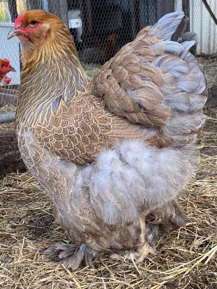 Brahma- Blue Partridge Chicks and Eggs – Childs Chicks